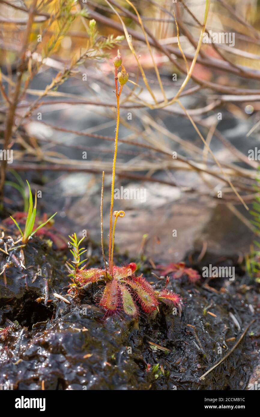 Drosera trinervia close to Ceres, Western Cape, South Africa Stock ...