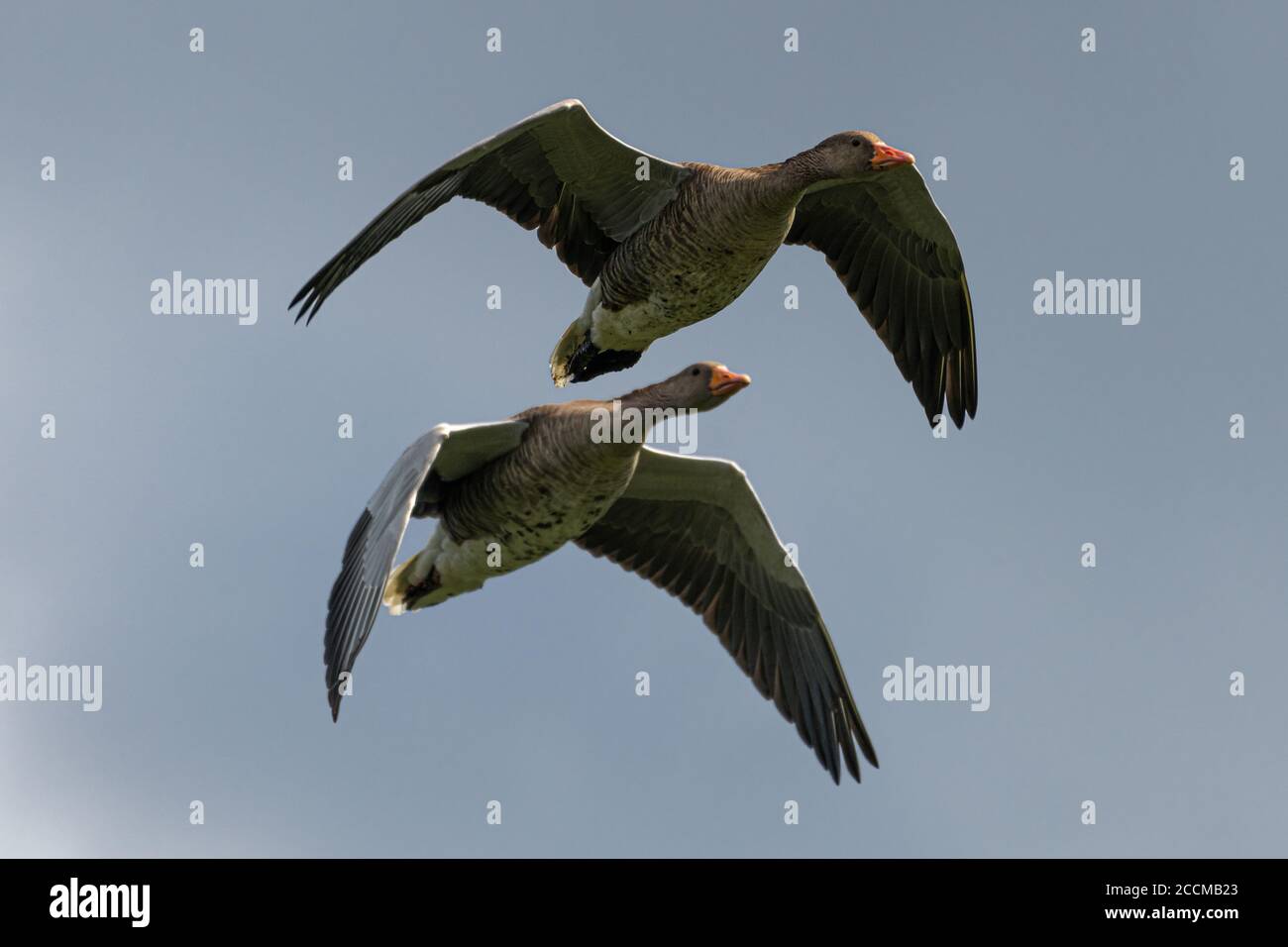 Flying Greylag Geese (Ansa ansa Stock Photo - Alamy