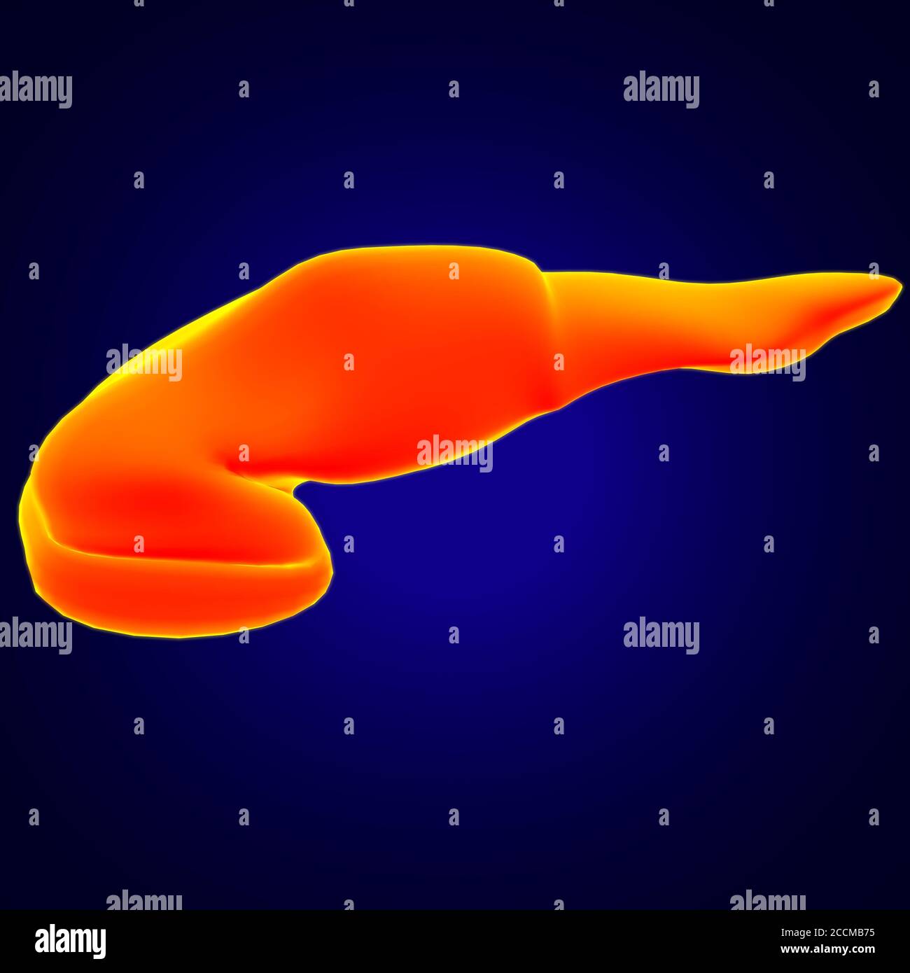 pancreas Human Digestive System Anatomy For Medical Concept 3D ...
