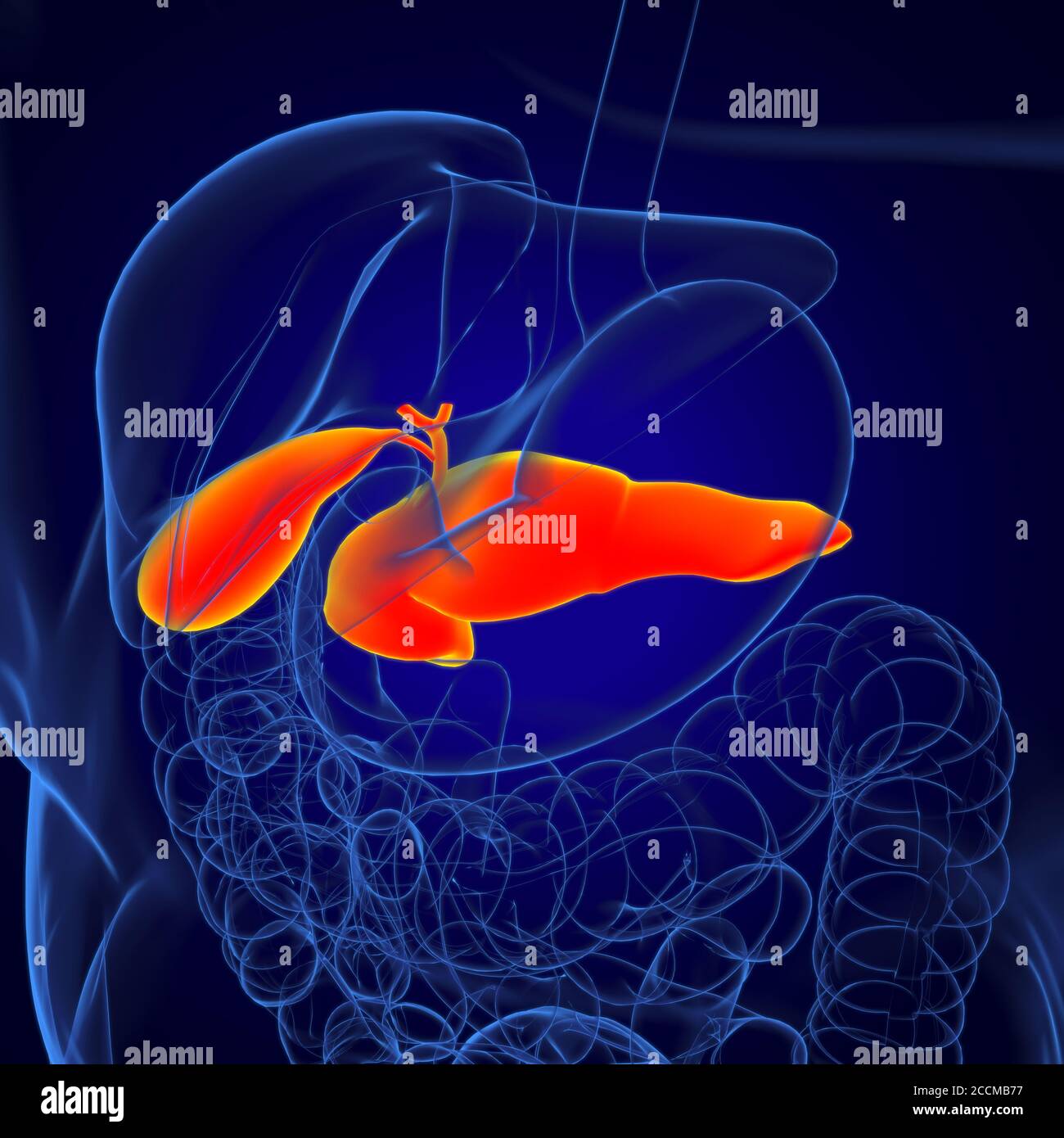 Gall Bladder Human Digestive System Anatomy For Medical Concept 3D ...