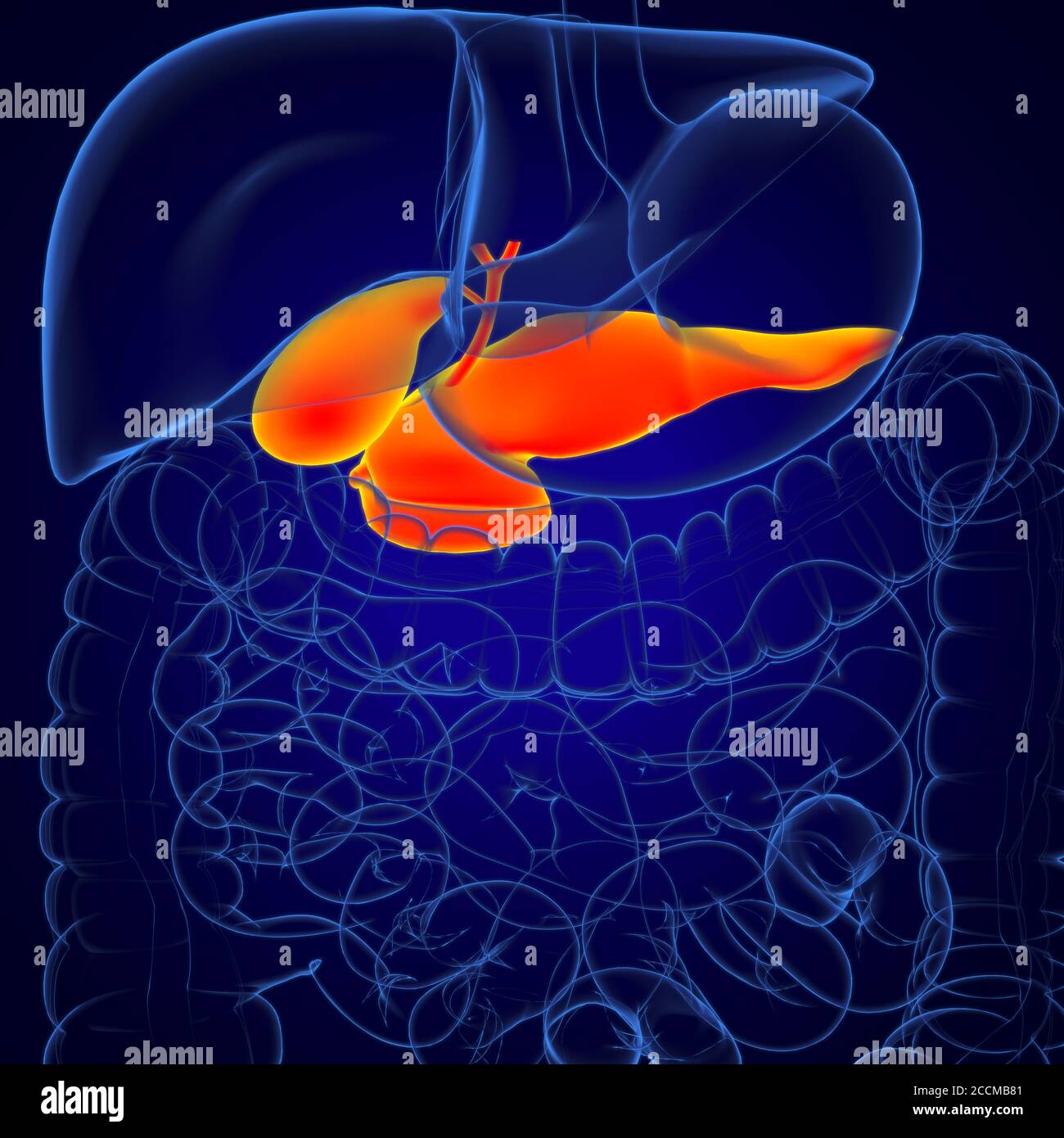 Gall Bladder Human Digestive System Anatomy For Medical Concept 3D ...
