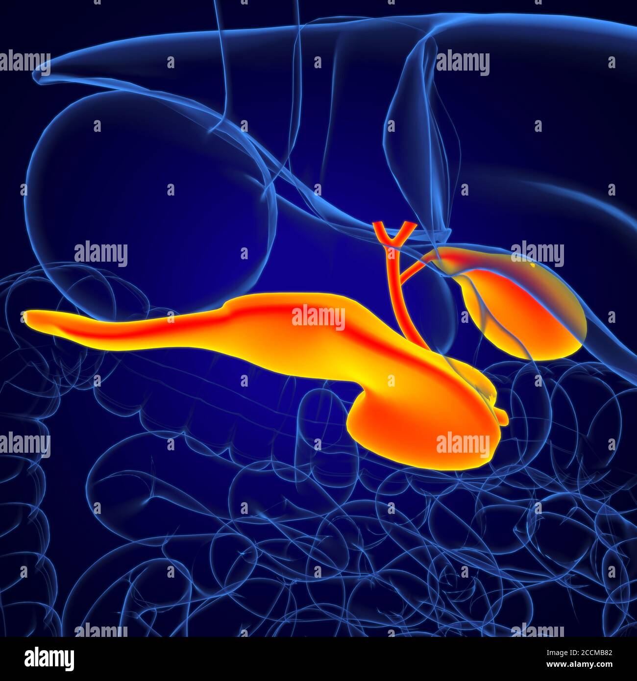 Gall Bladder Human Digestive System Anatomy For Medical Concept 3D ...
