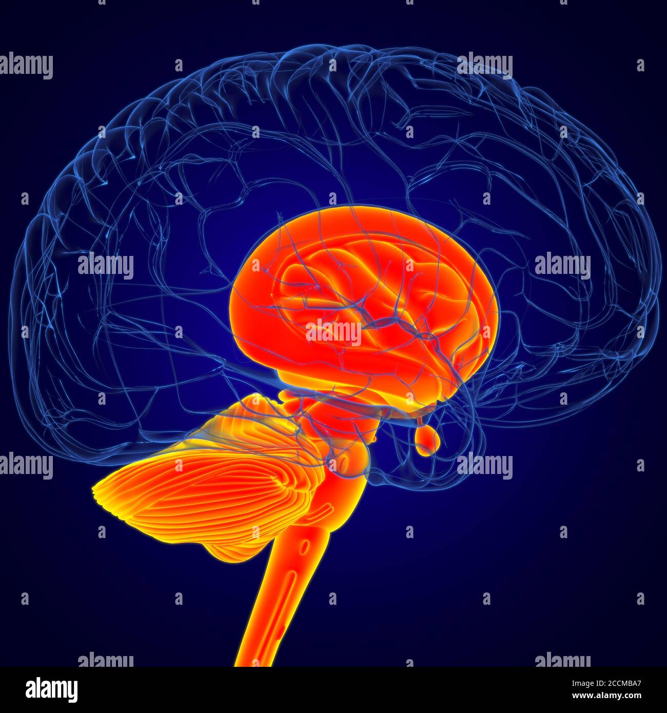 Human Brain inner parts Anatomy For Medical Concept 3D Illustration ...