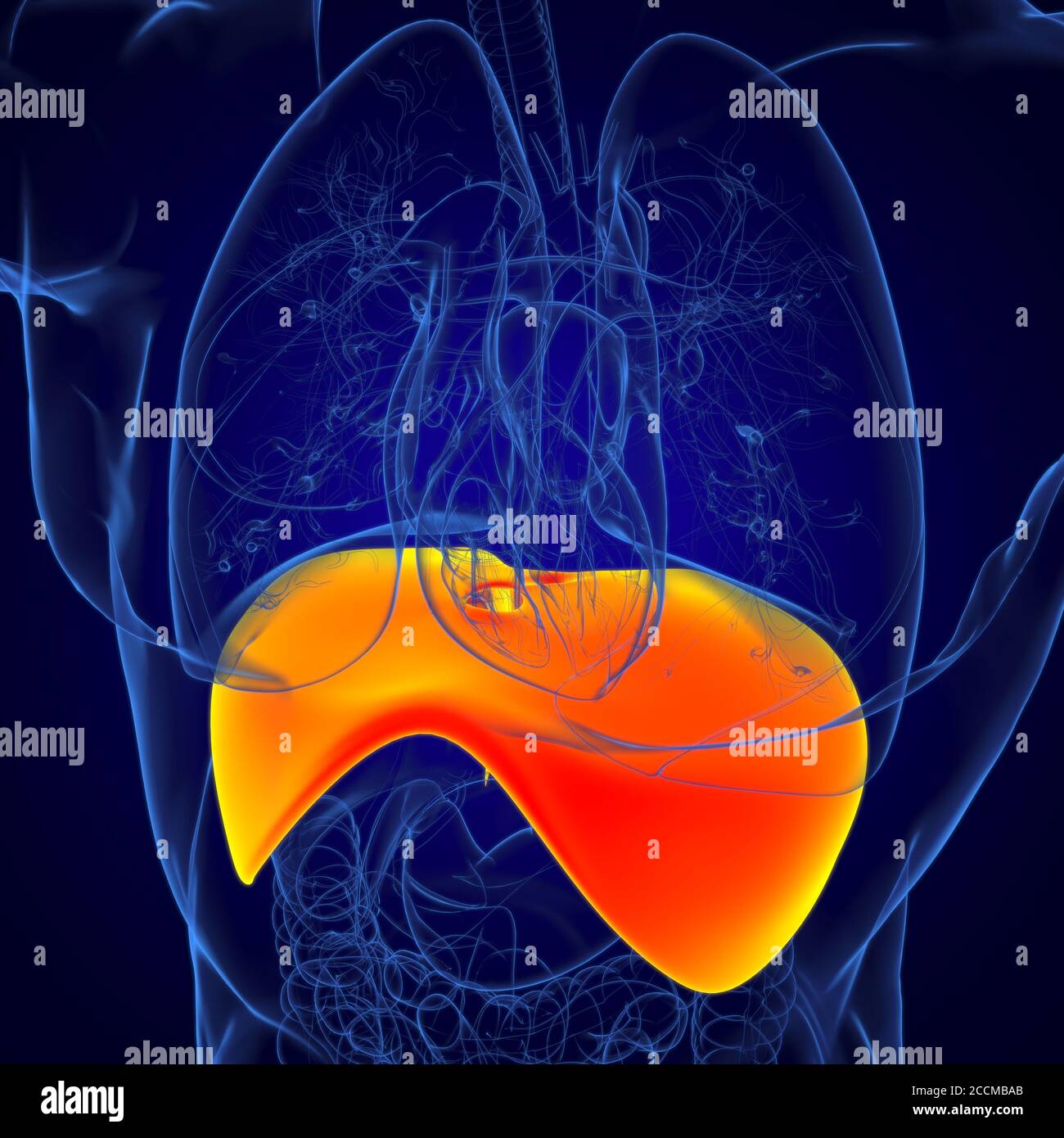 Diaphragm Human Respiratory System Anatomy For Medical Concept 3D ...