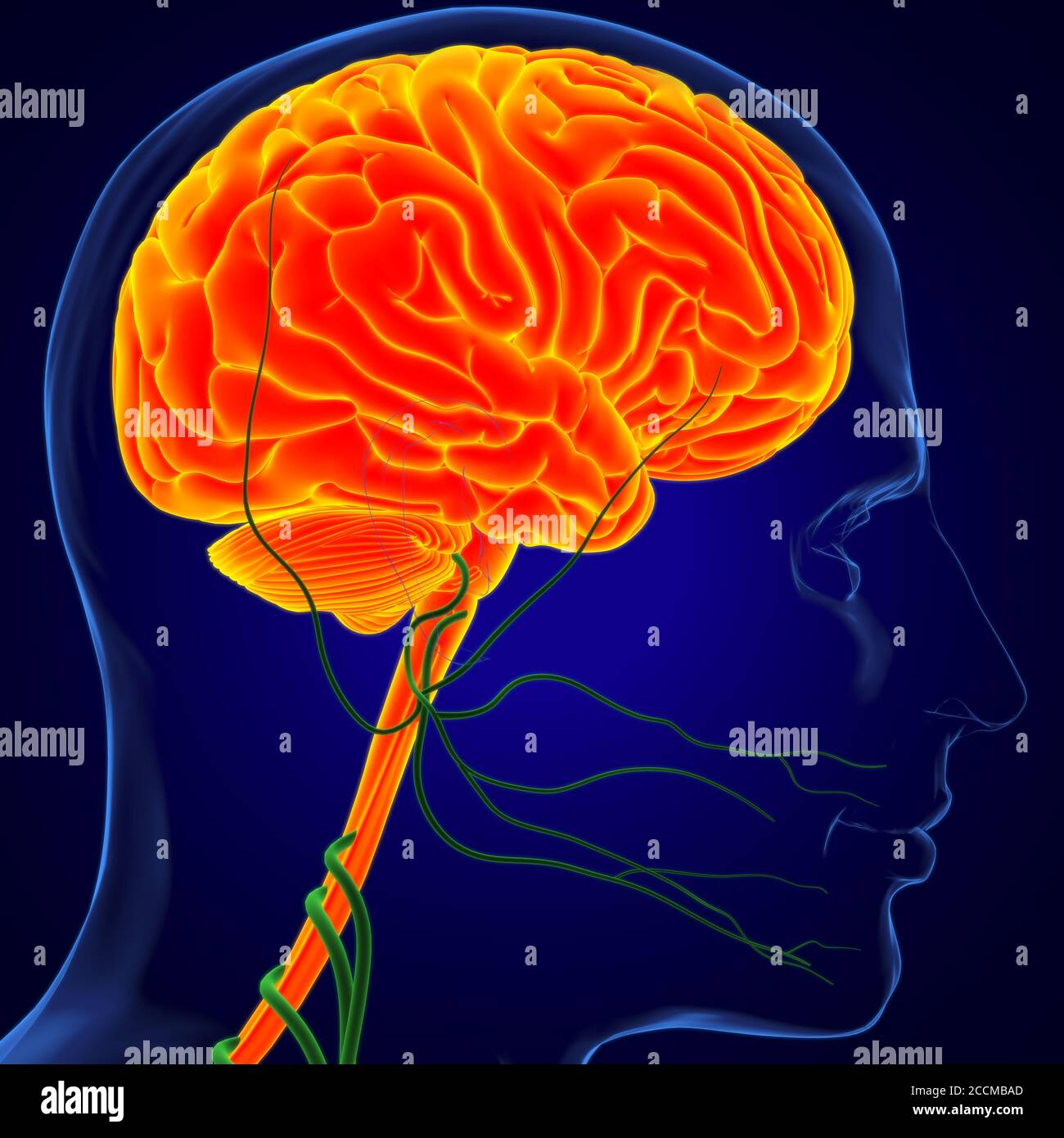 Human Brain Anatomy For Medical Concept 3D Illustration Stock Photo - Alamy