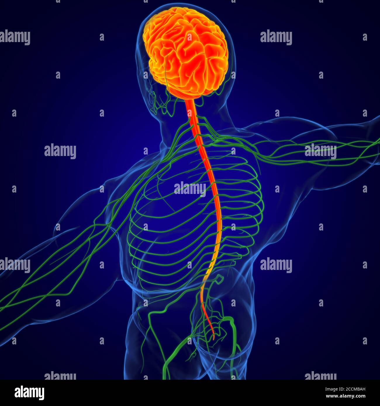 Human Brain Anatomy For Medical Concept 3D Illustration Stock Photo - Alamy