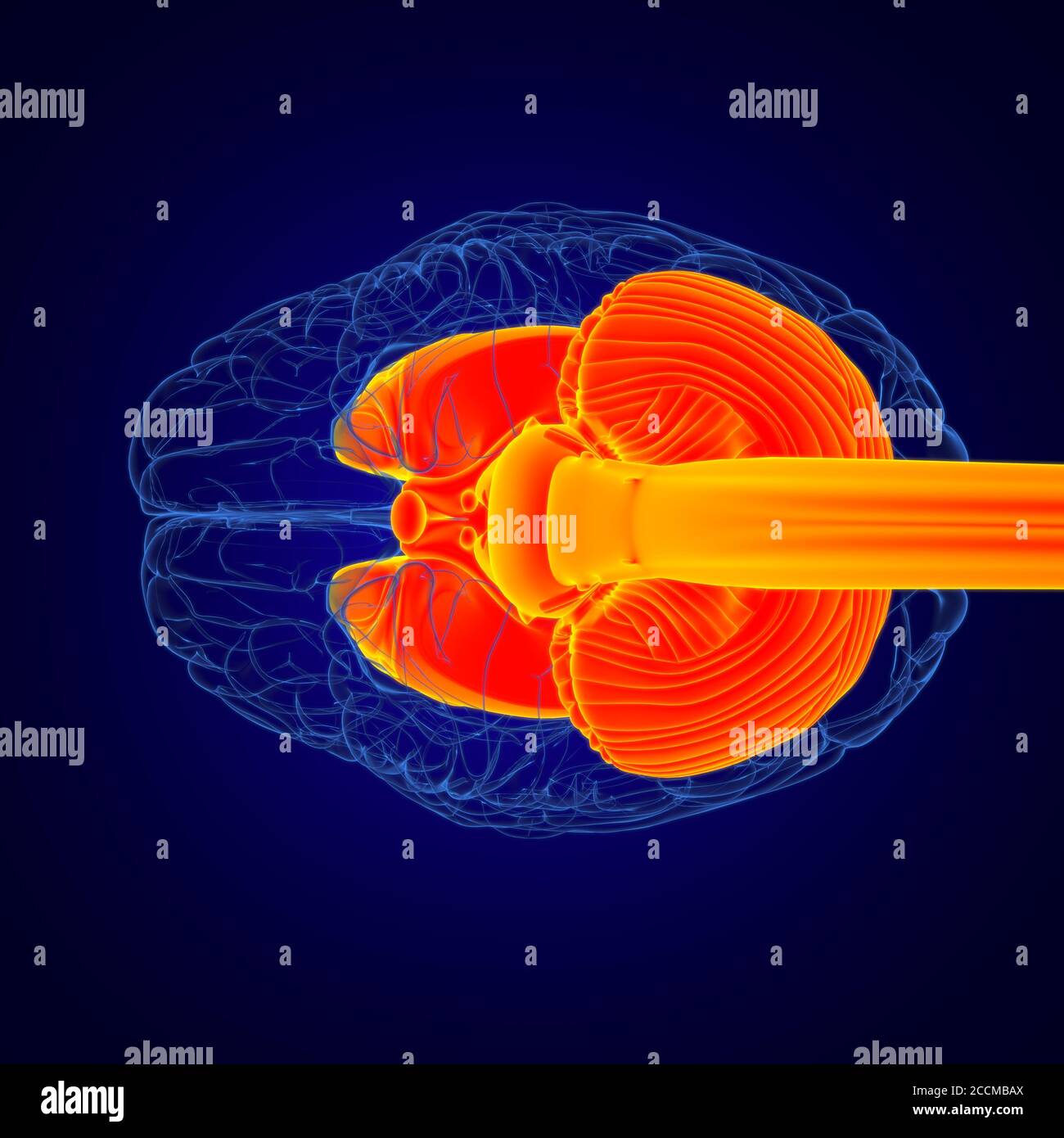 Human Brain inner parts Anatomy For Medical Concept 3D Illustration ...