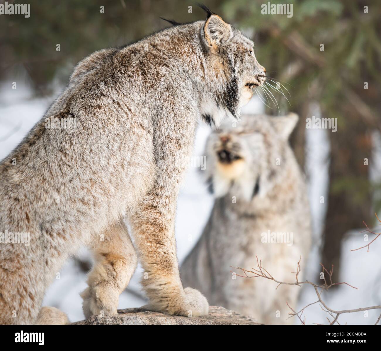 Canadian lynx in the wild Stock Photo - Alamy