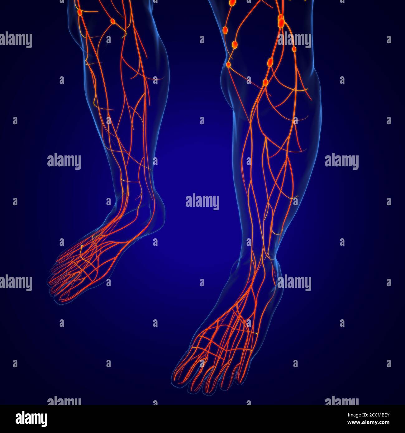 Human Lymph Nodes Anatomy For Medical Concept 3D Illustration Stock ...