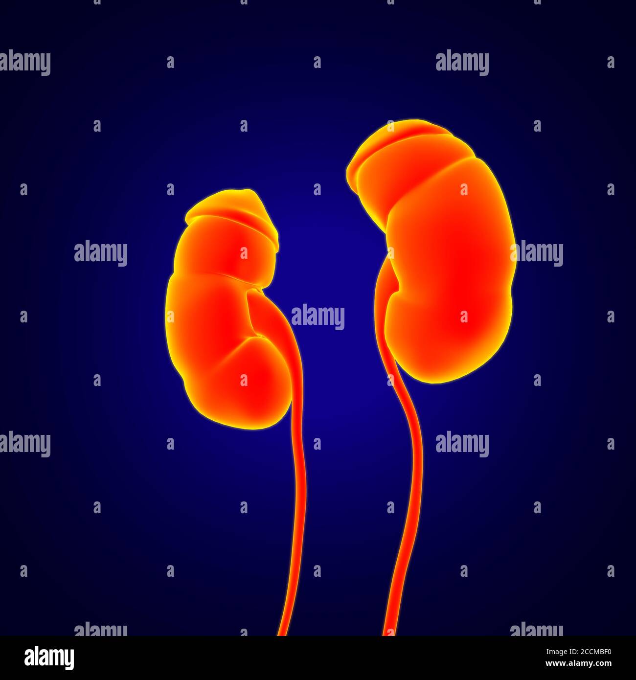 Human Urinary System Kidneys with Bladder Anatomy For Medical Concept ...