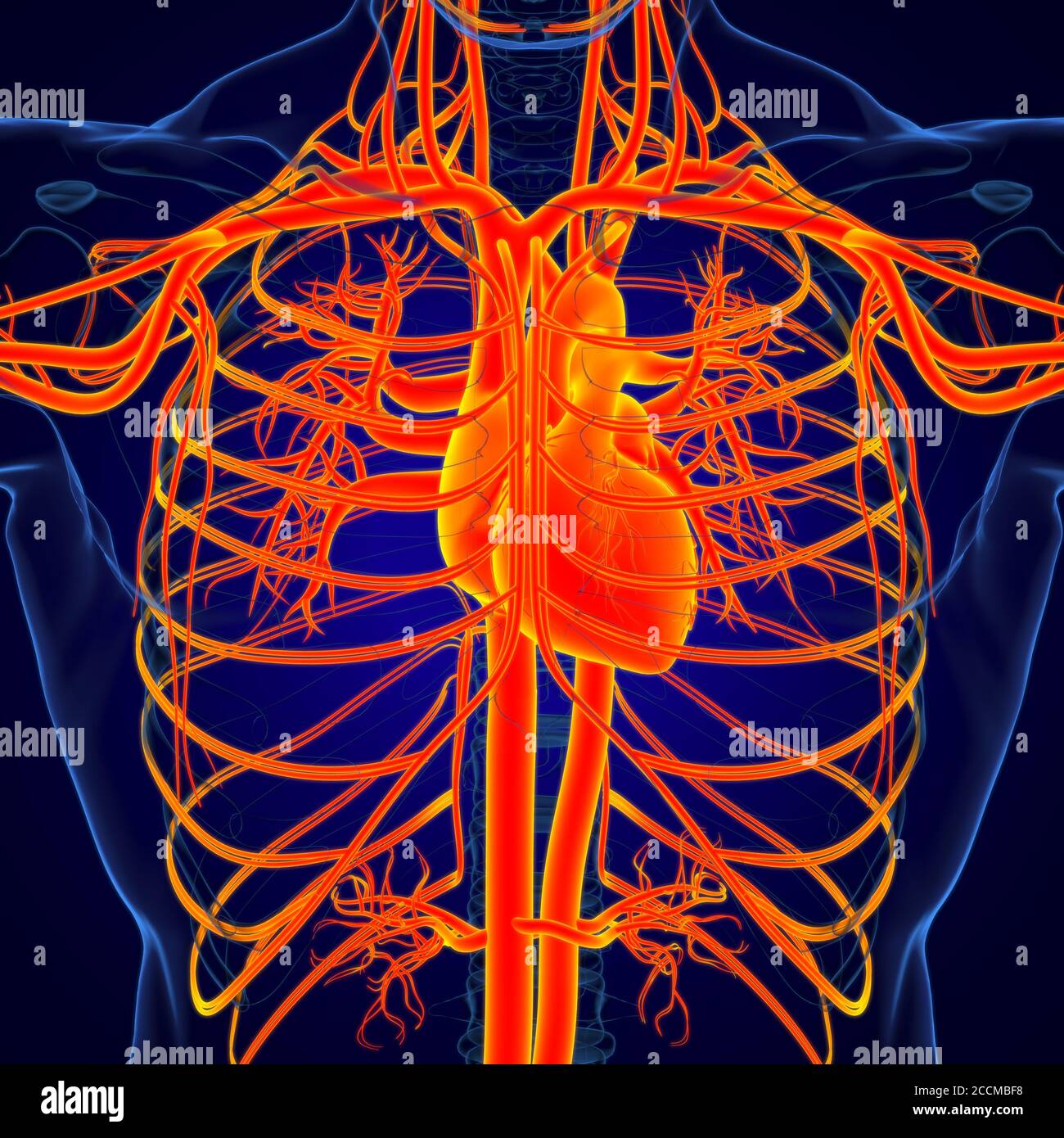Human Heart With Circulatory System Anatomy For Medical Concept 3D ...