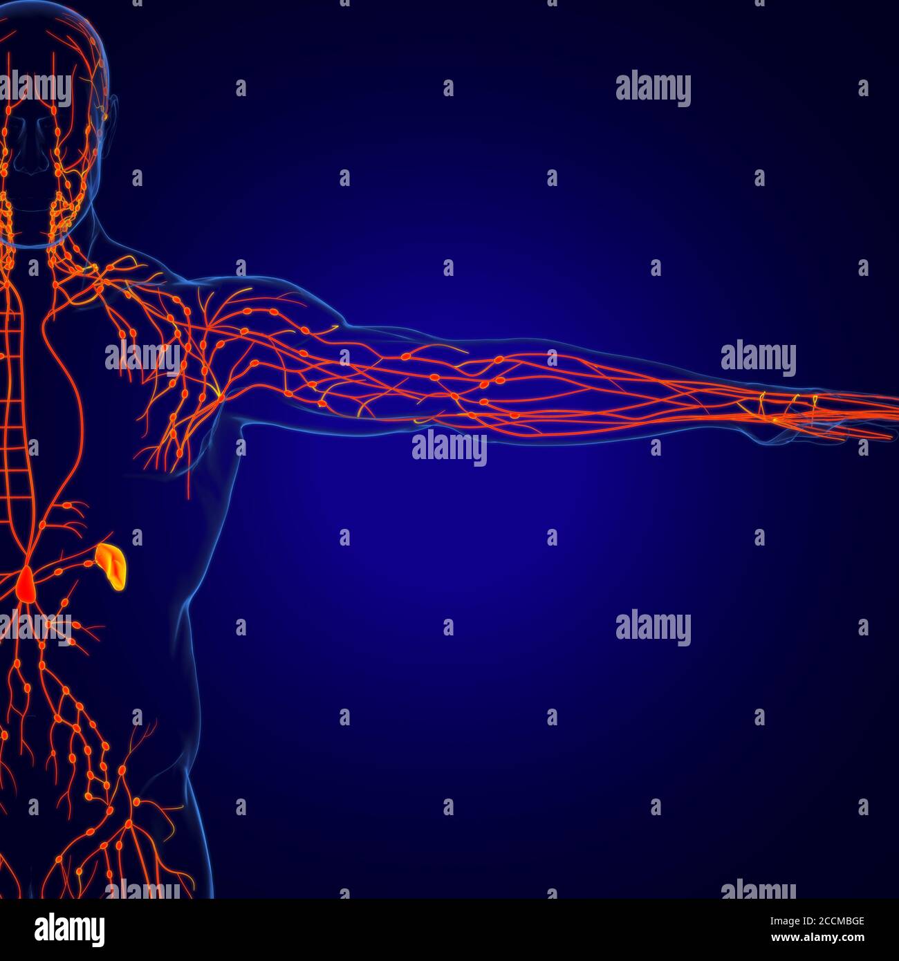 Human Lymph Nodes Anatomy For Medical Concept 3D Illustration Stock ...