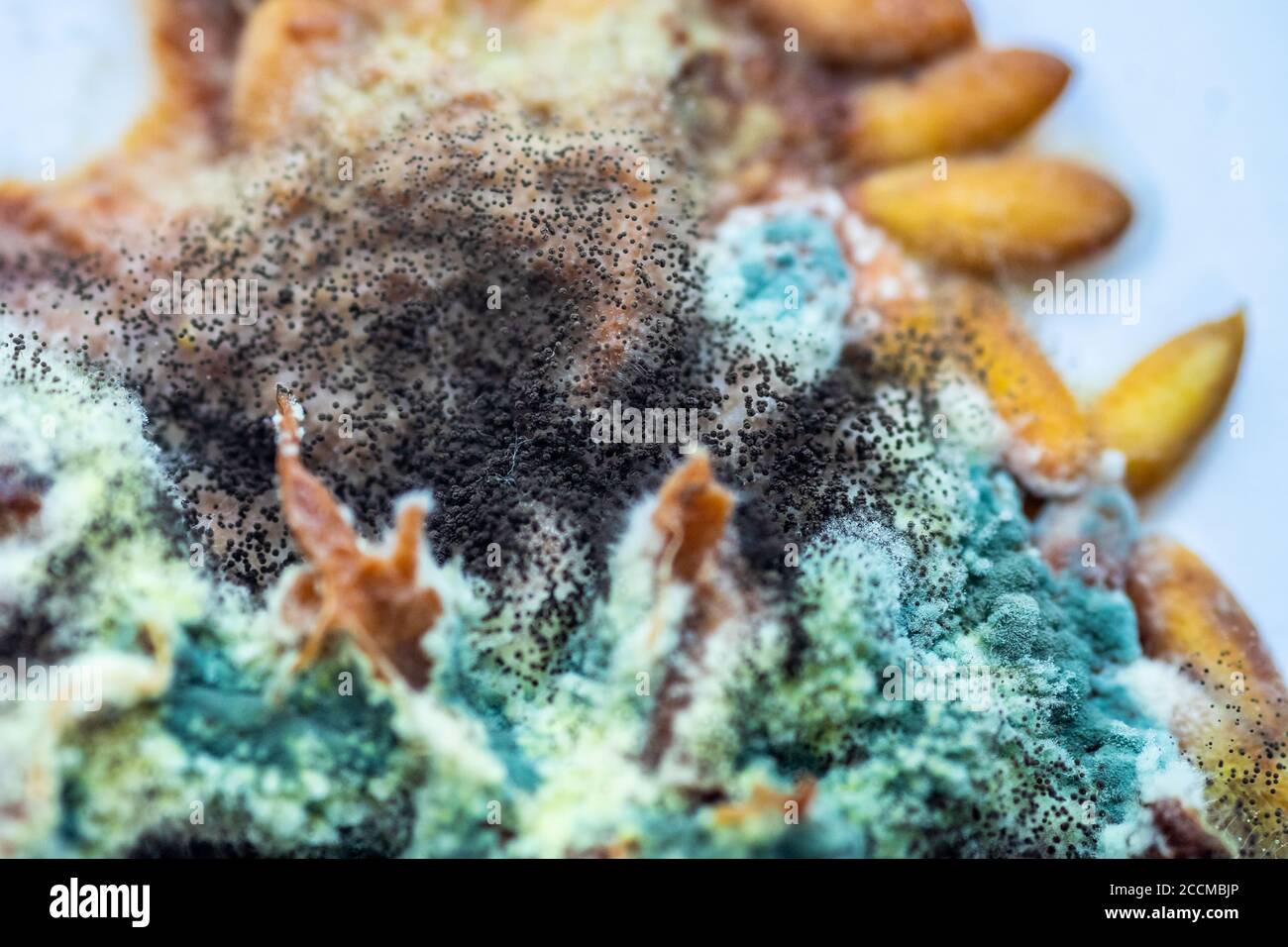 white mold growing on the grains and pulp of the melon Stock Photo - Alamy