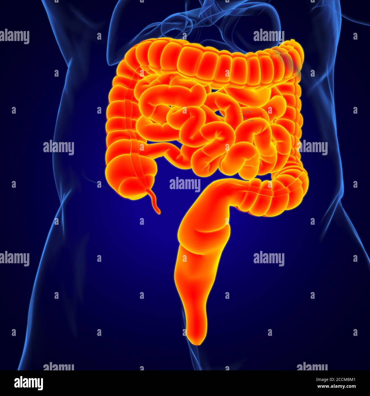 Small and Large Intestine 3D Illustration Human Digestive System ...