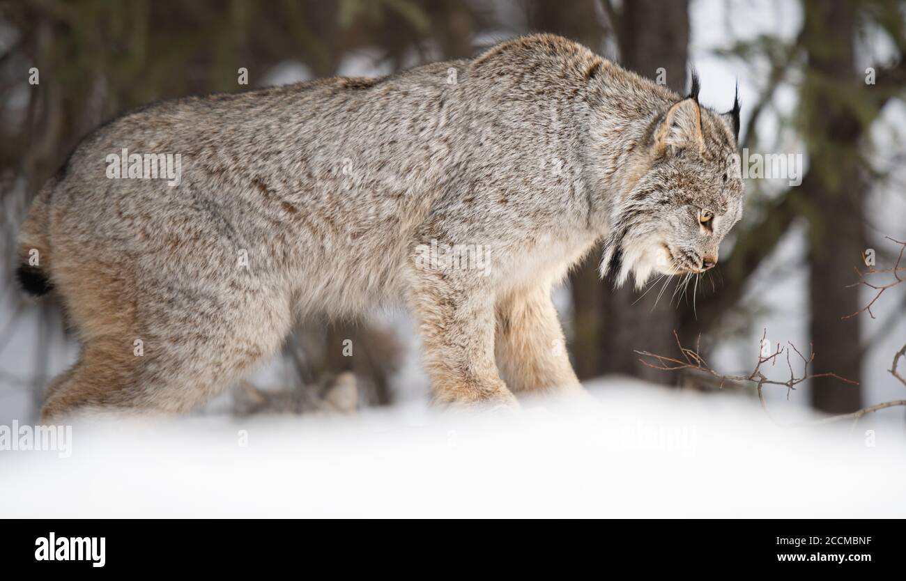 Canadian lynx in the wild Stock Photo - Alamy