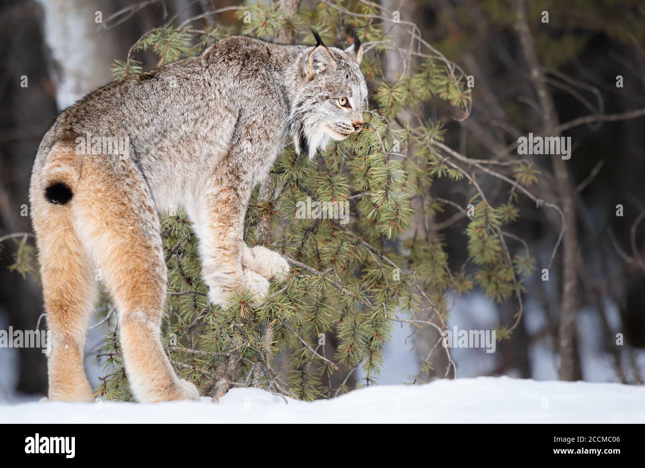 Canadian lynx in the wild Stock Photo - Alamy