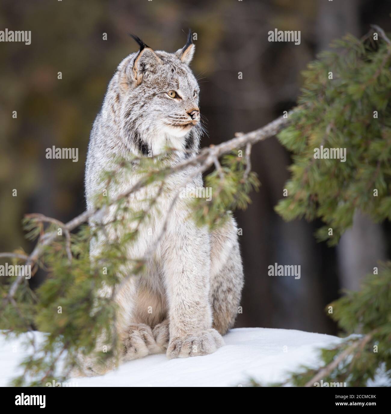 Canadian lynx in the wild Stock Photo - Alamy