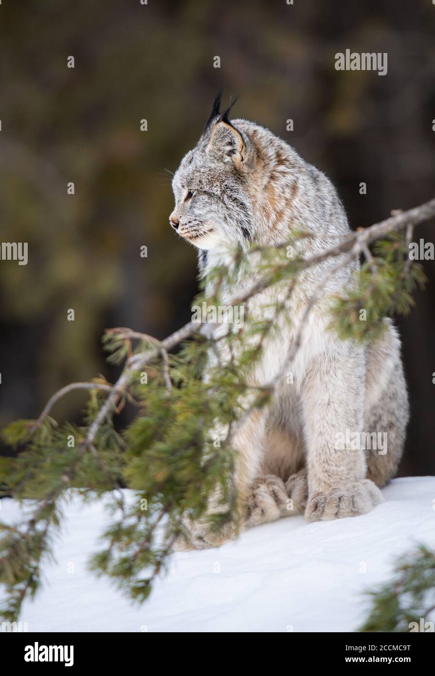 Canadian lynx in the wild Stock Photo - Alamy