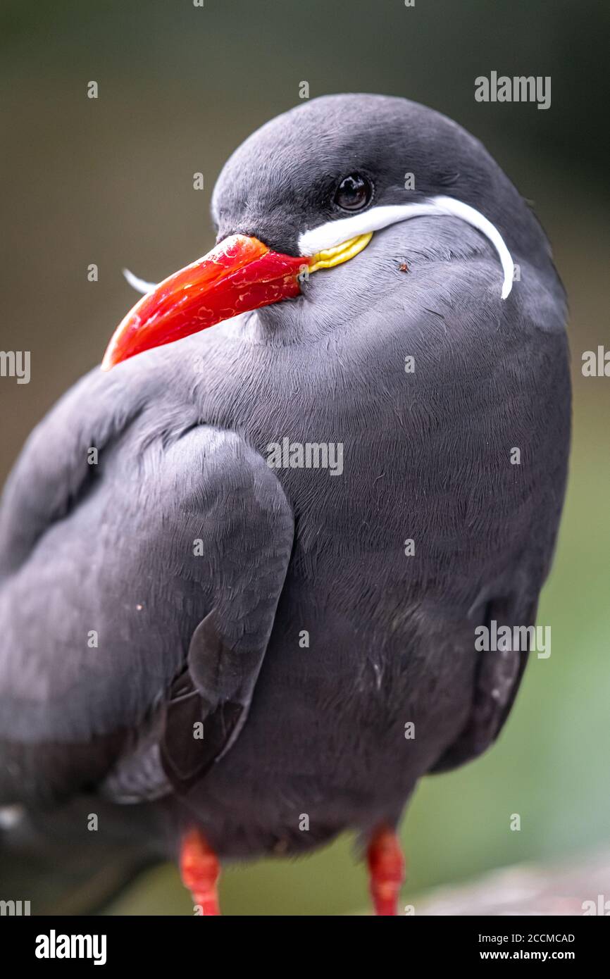 Portrait of an Inca tern (Larosterna inca Stock Photo - Alamy