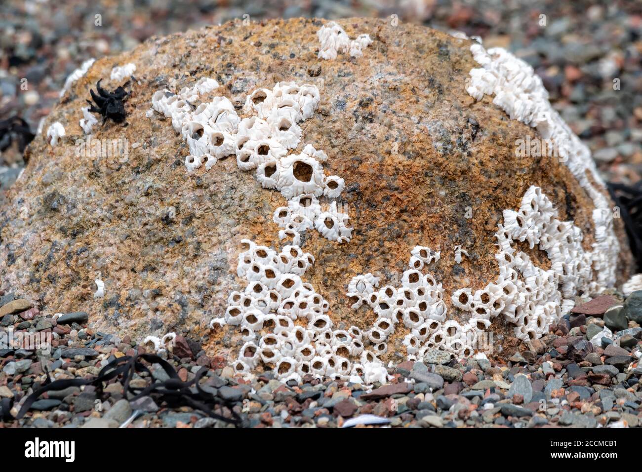 Seaweed barnacles rock hi-res stock photography and images - Alamy