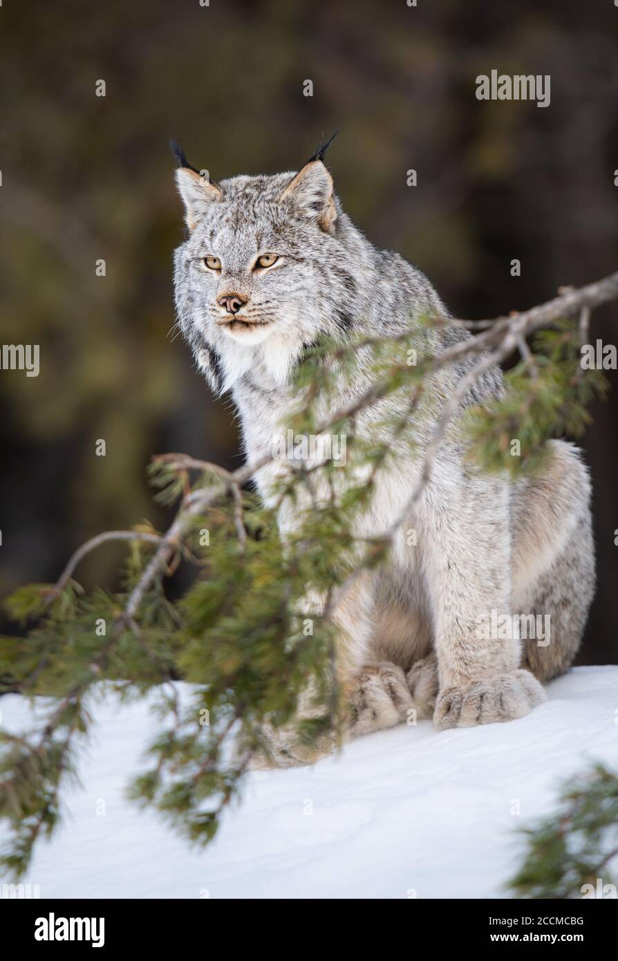 Canadian lynx in the wild Stock Photo - Alamy
