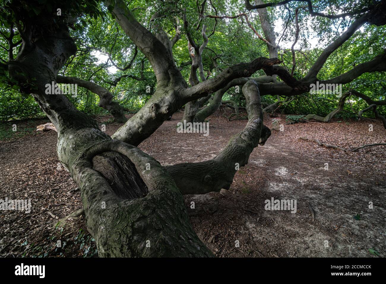 Dwarf Beech (Fagus sylvatica Tortuosa Group) Alley in Bad Nenndorf ...
