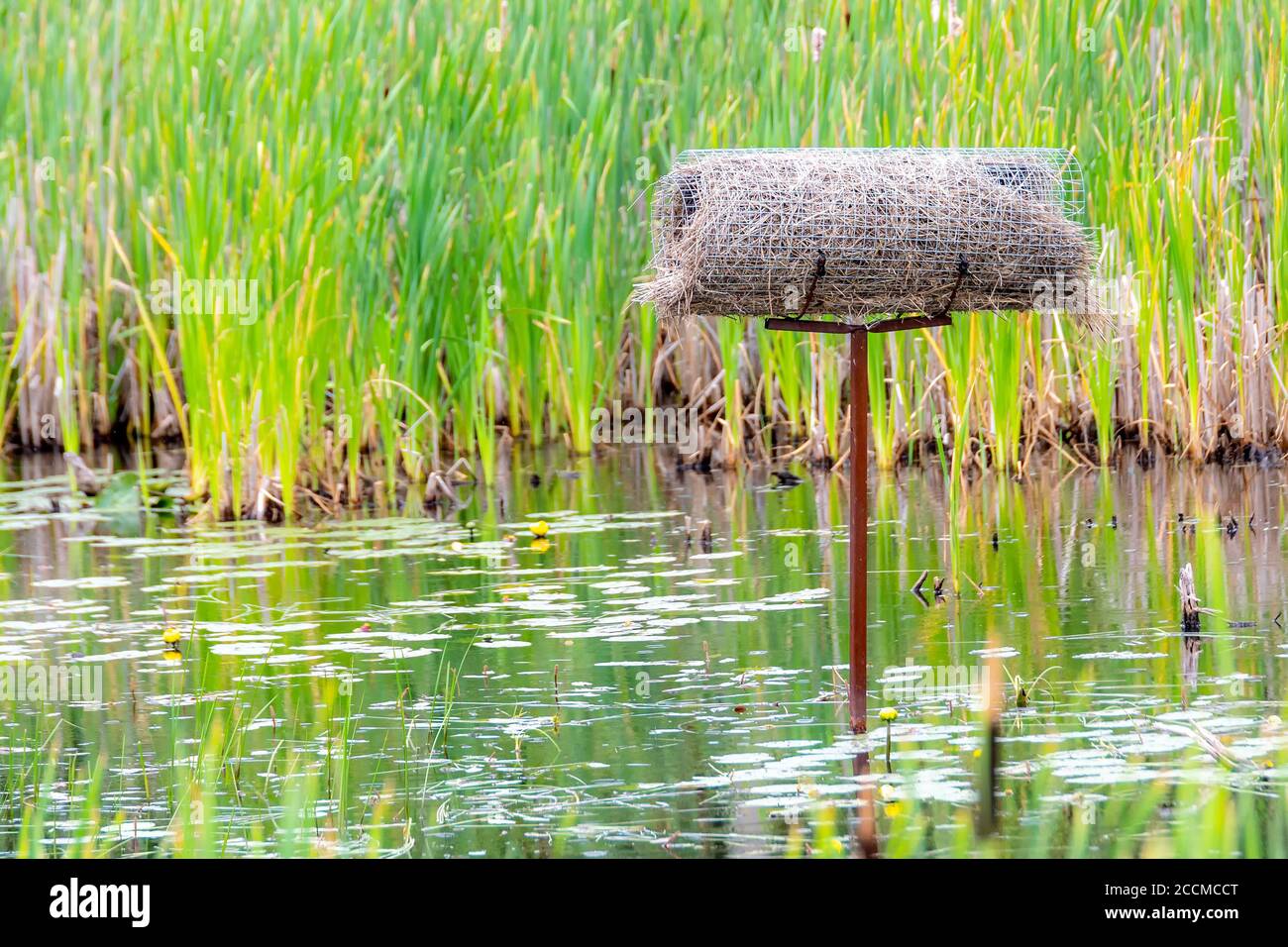 A man made bird nest on a pole in a marsh. The nest is made from wire ...