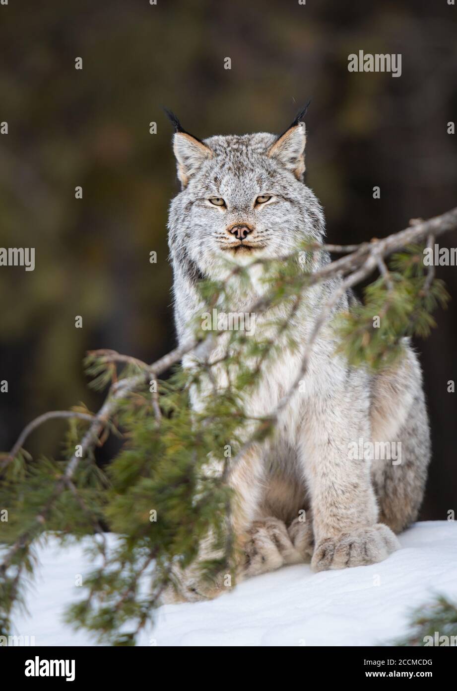 Canadian lynx in the wild Stock Photo - Alamy