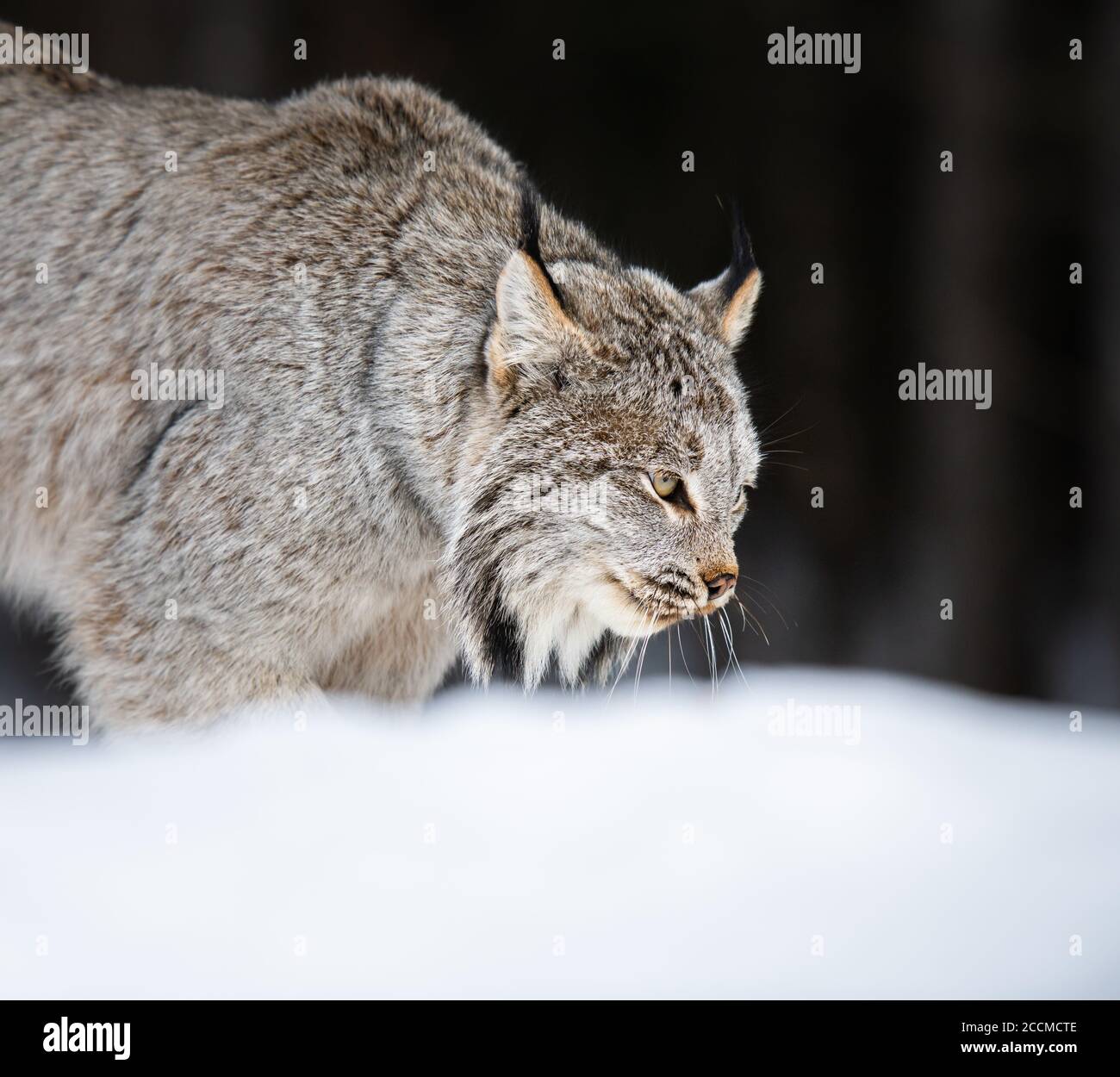 Canadian lynx in the wild Stock Photo - Alamy
