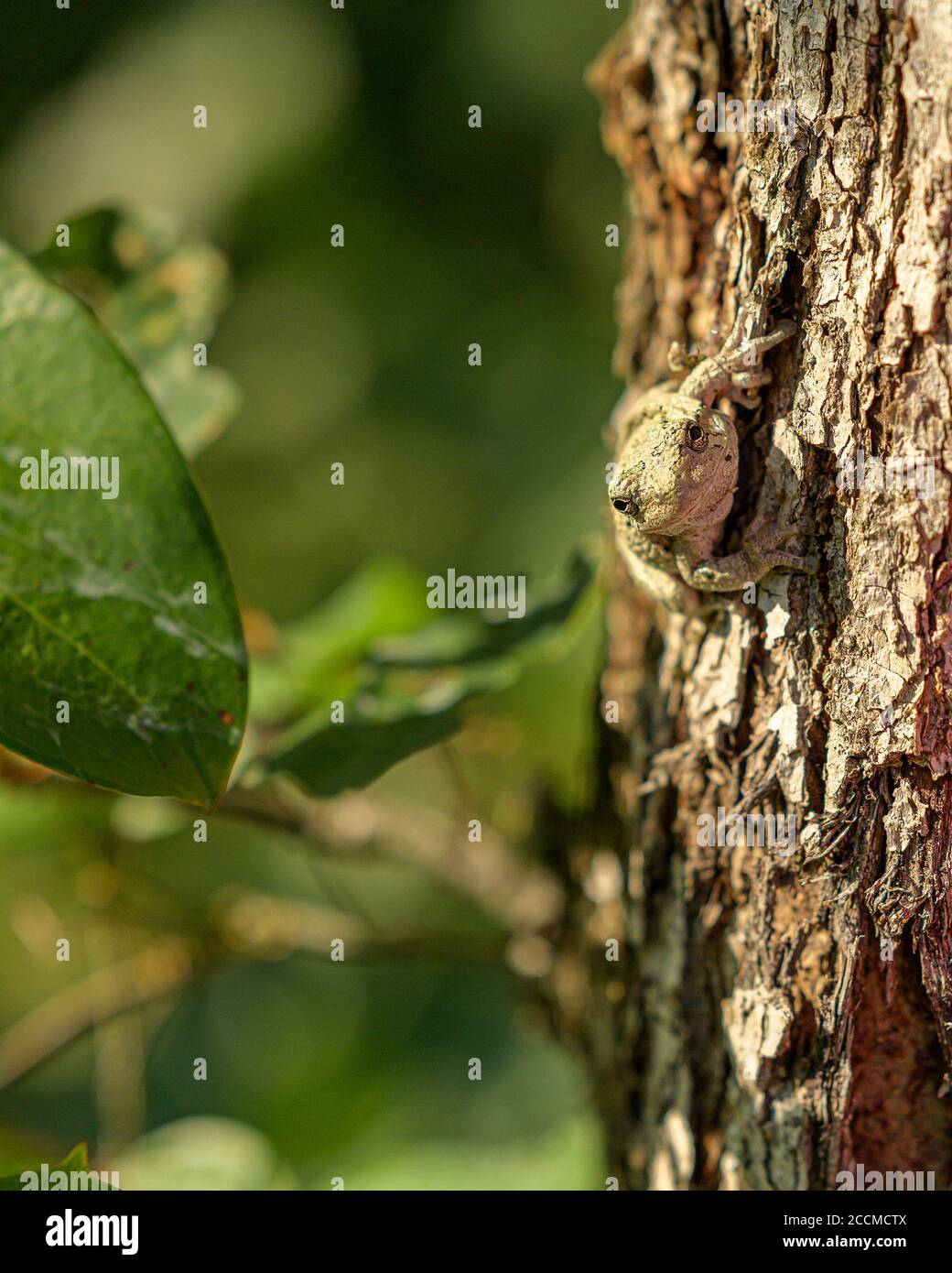 American Tree Frog Stock Photo - Alamy