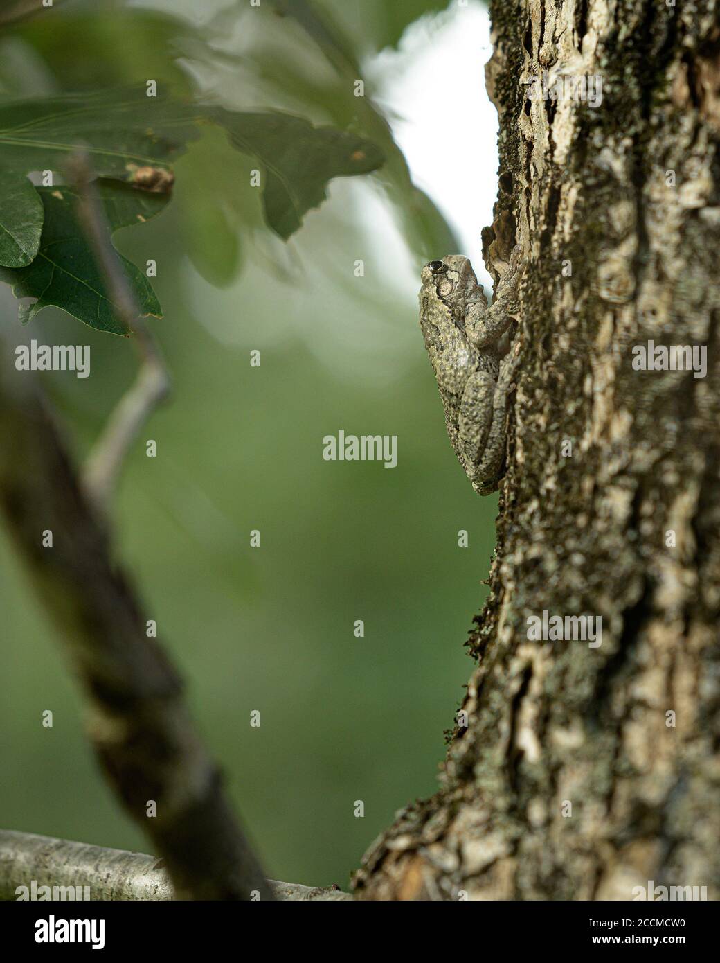 Frog perched on bark hi-res stock photography and images - Alamy
