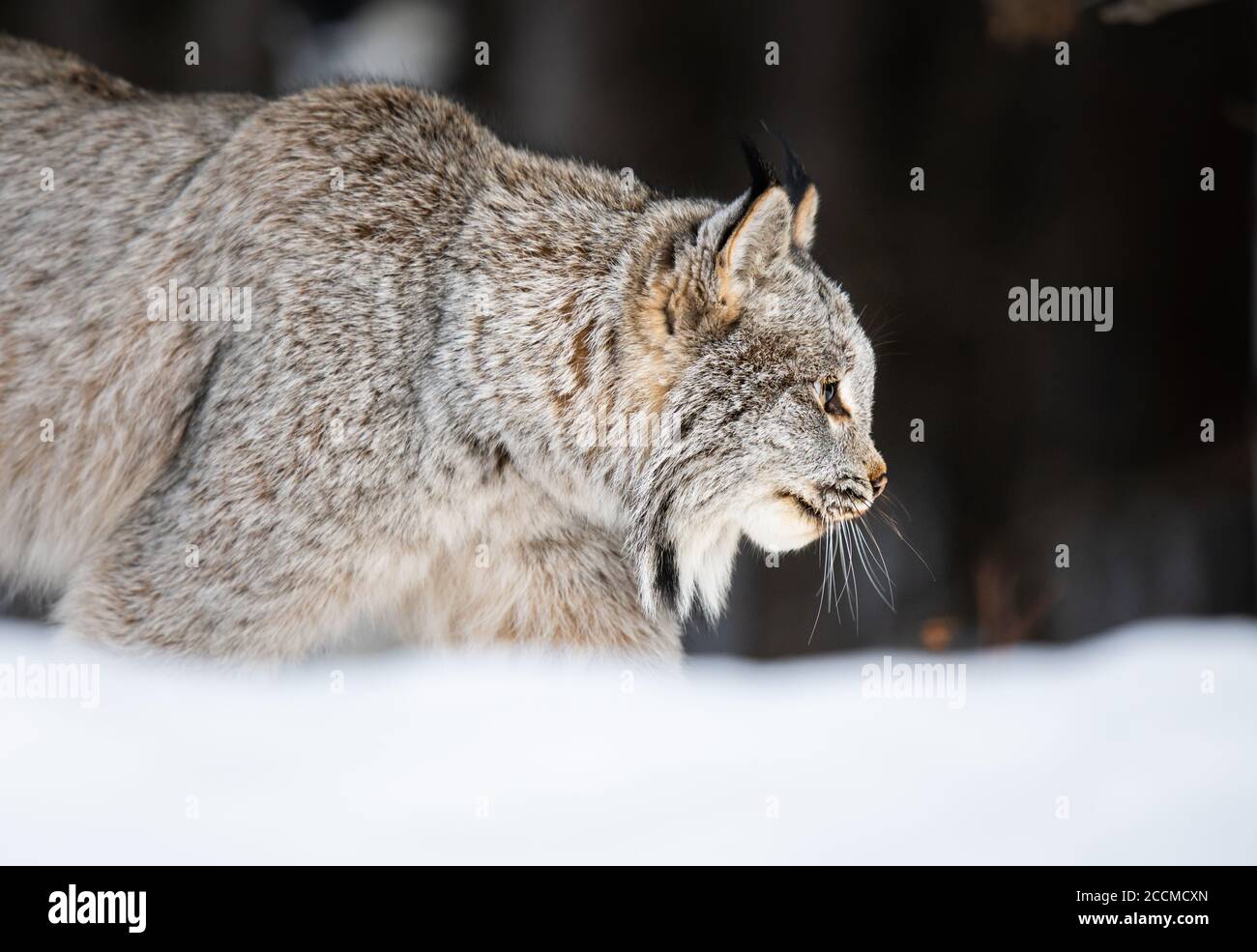 Canadian lynx in the wild Stock Photo - Alamy