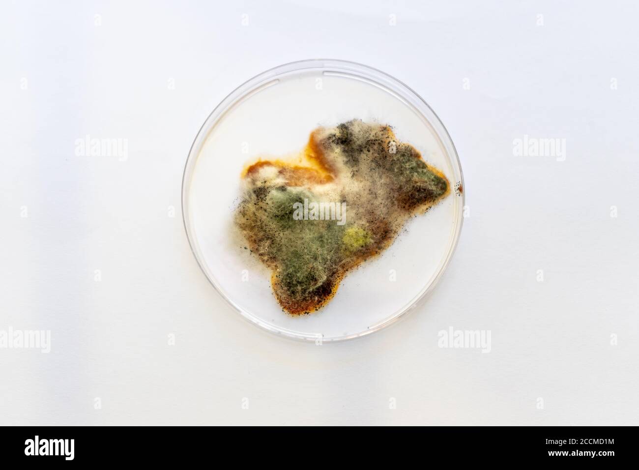 white mold growing on the grains and pulp of the melon Stock Photo - Alamy
