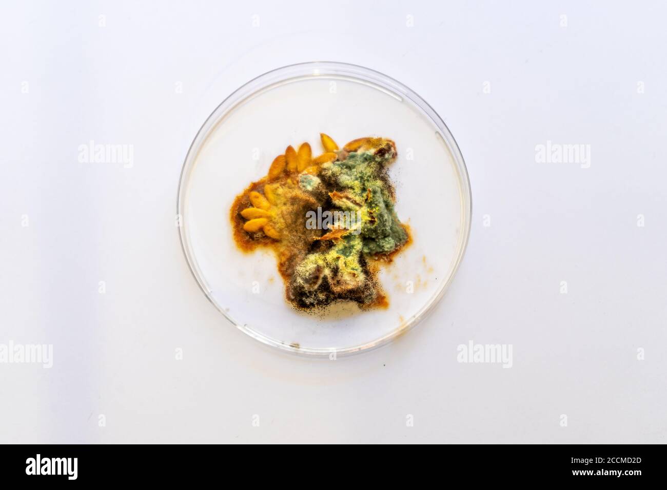 white mold growing on the grains and pulp of the melon Stock Photo - Alamy