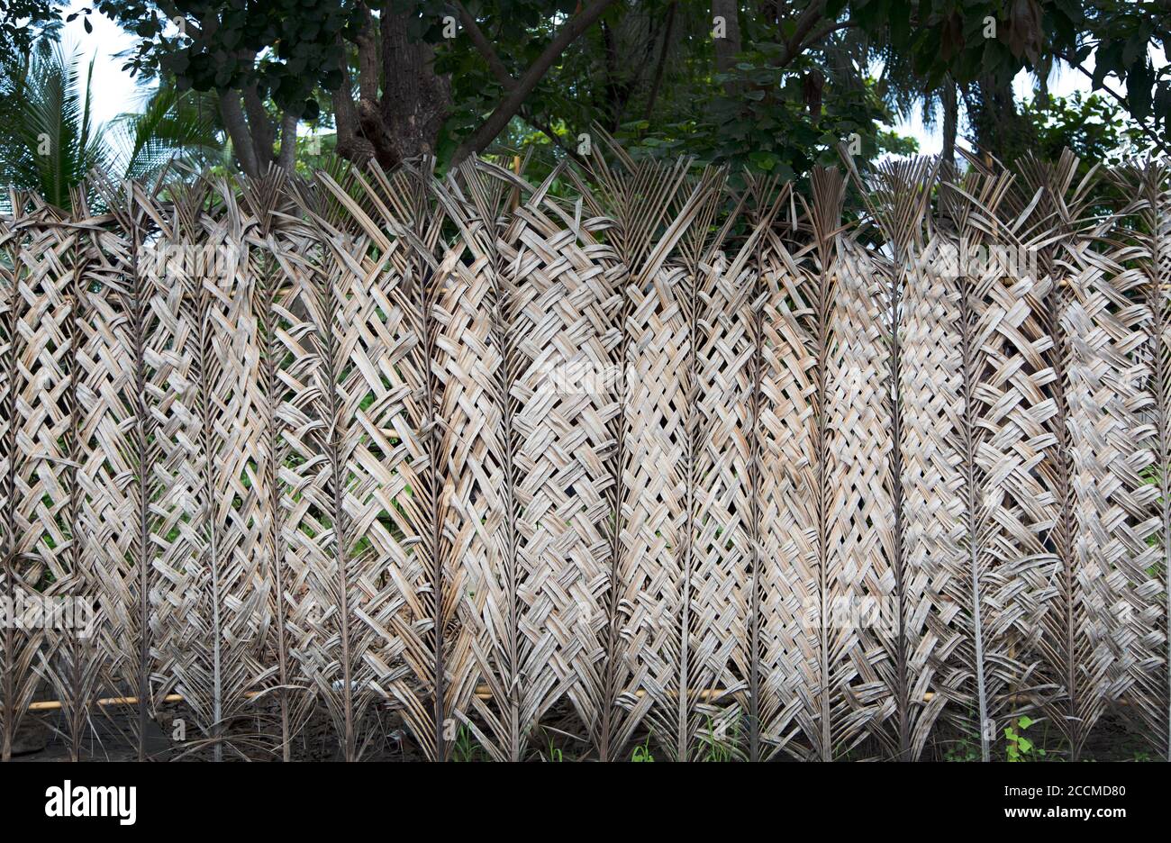 Coconut leaf pattern hi-res stock photography and images - Alamy