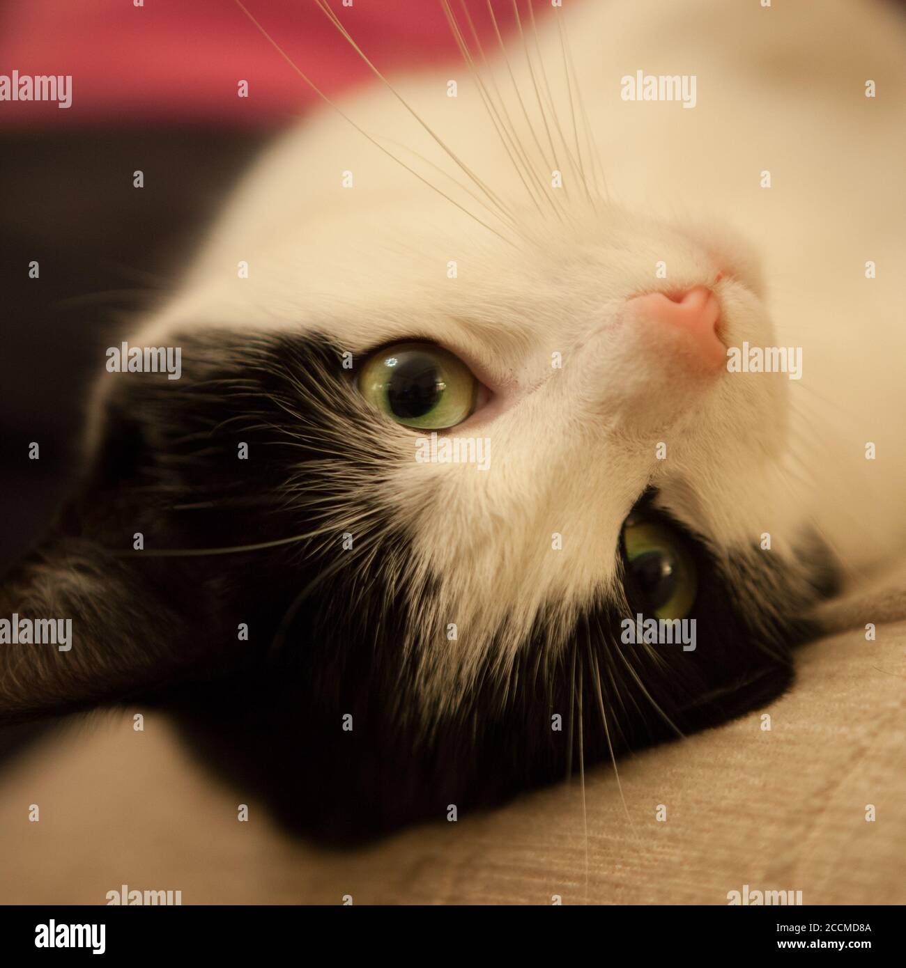 Cats face upside down while relaxing on a sofa Stock Photo - Alamy