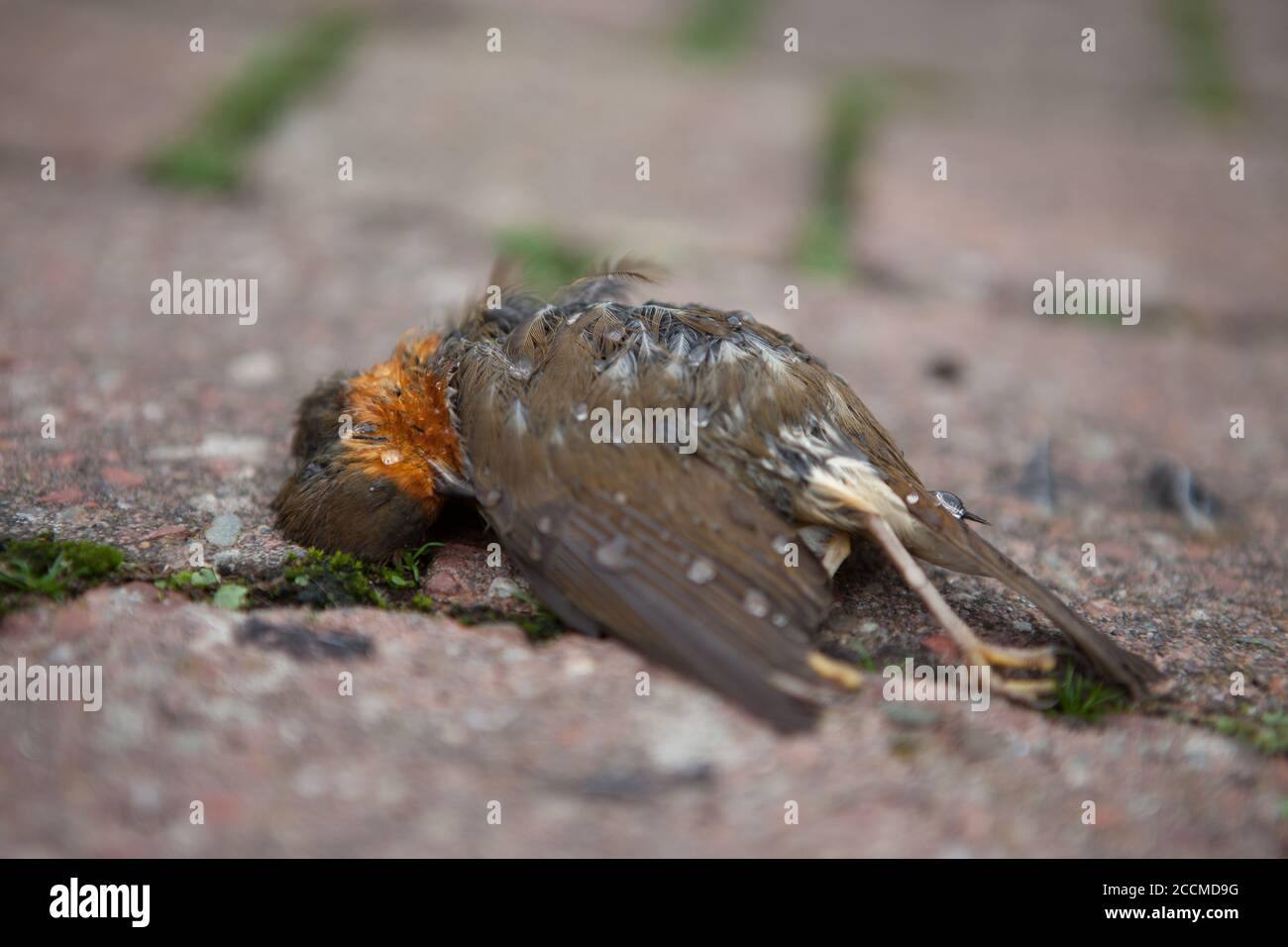 Lying death the end dead body hi-res stock photography and images - Alamy