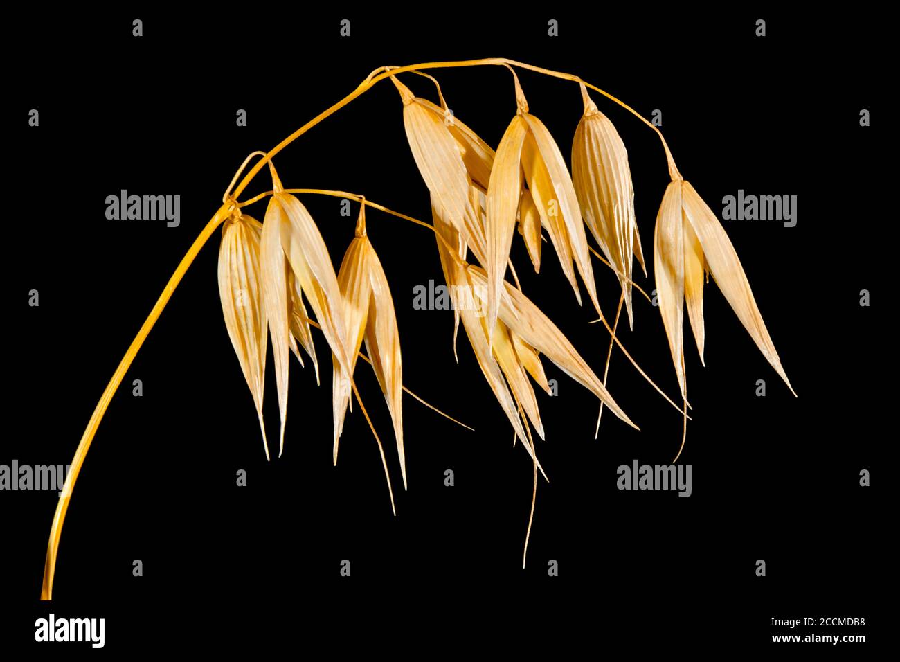 Oat panicles on a black background Stock Photo - Alamy