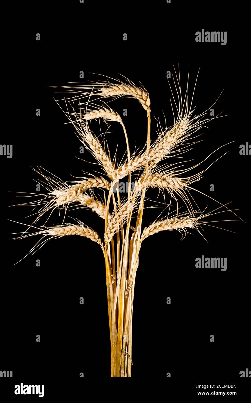 Ears of triticale on a black background Stock Photo - Alamy