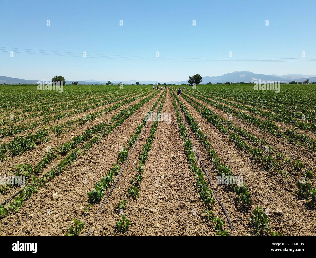 Vegetable rows. farming and agriculture concept Stock Photo - Alamy