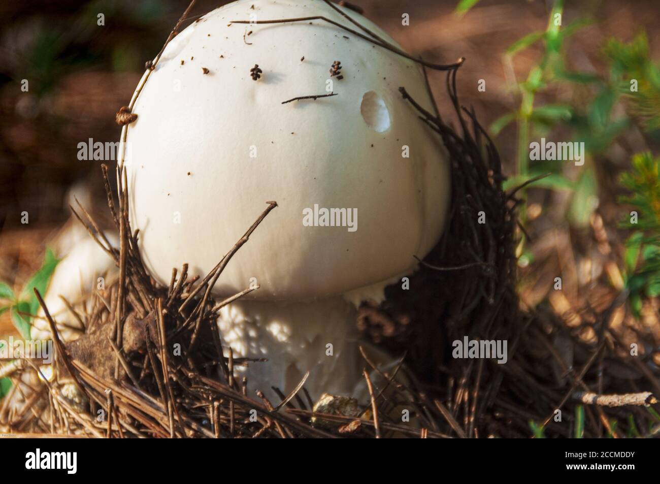 Closeup of Agaricus mushrooms in nature Stock Photo - Alamy
