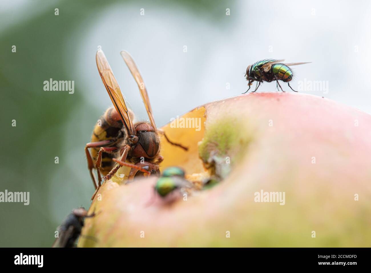Hornet eating hi-res stock photography and images - Alamy