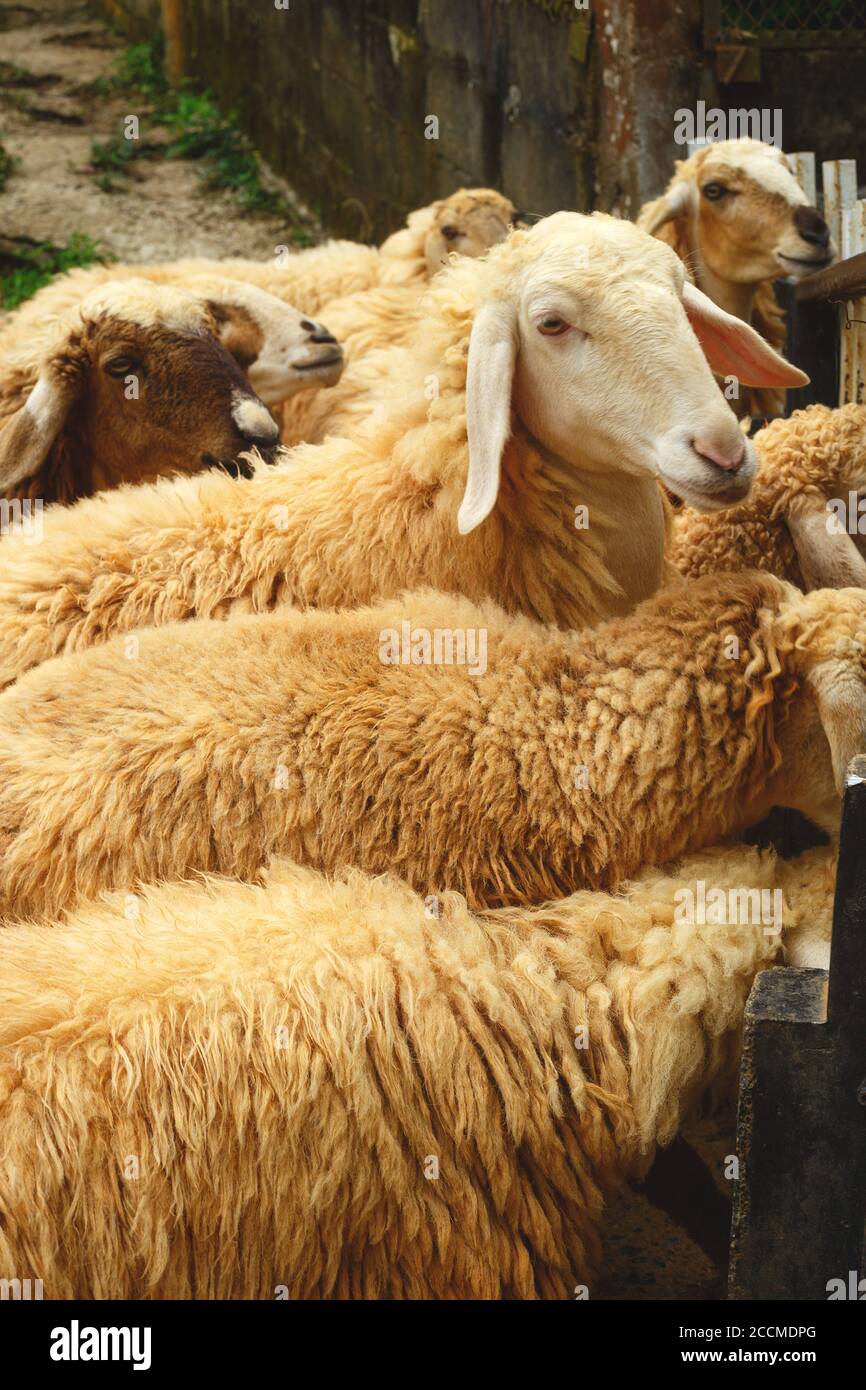 Herd of well-groomed cute sheep on a farm Stock Photo - Alamy