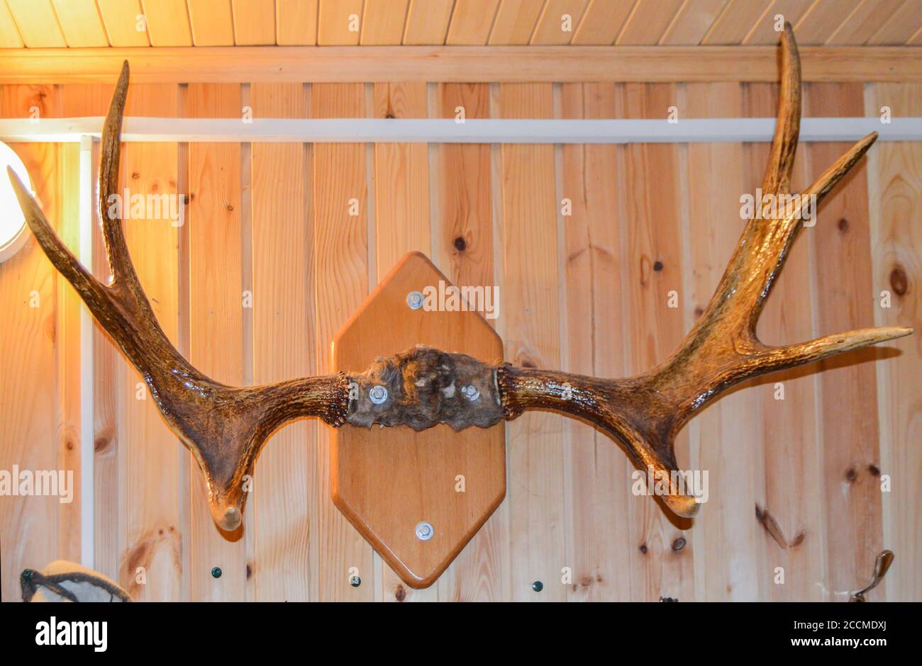 Wooden wall with deer antlers, decoration of the interior of a house in ...