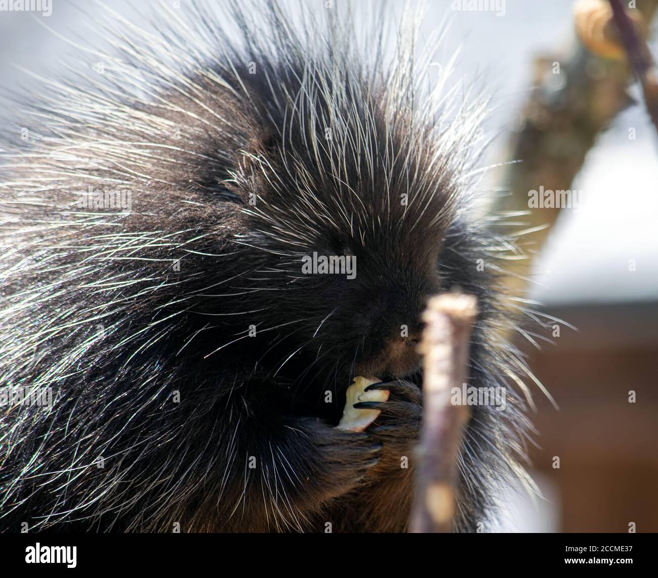 Porcupine eating hi-res stock photography and images - Alamy