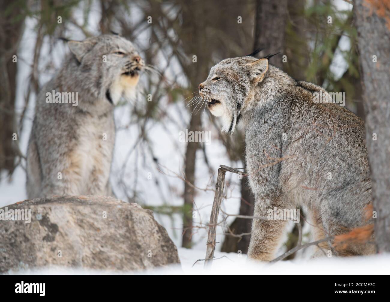 Canadian lynx in the wild Stock Photo - Alamy