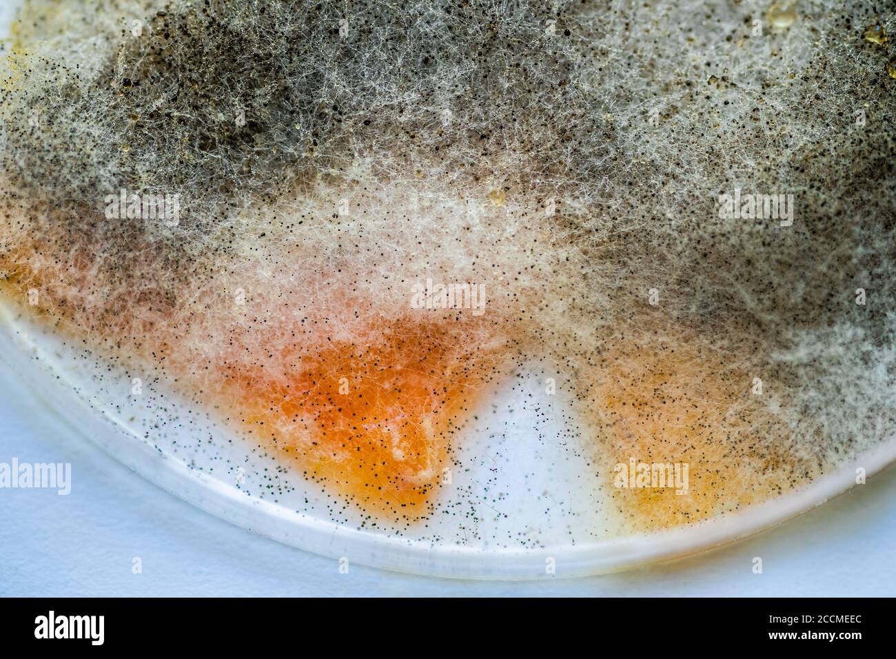 A piece of food covered with mold and pathogenic fungi rotates close-up ...