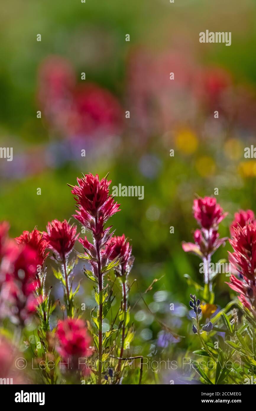 Indian Paintbrush, Castilleja miniata, flowering in a meadow in the ...