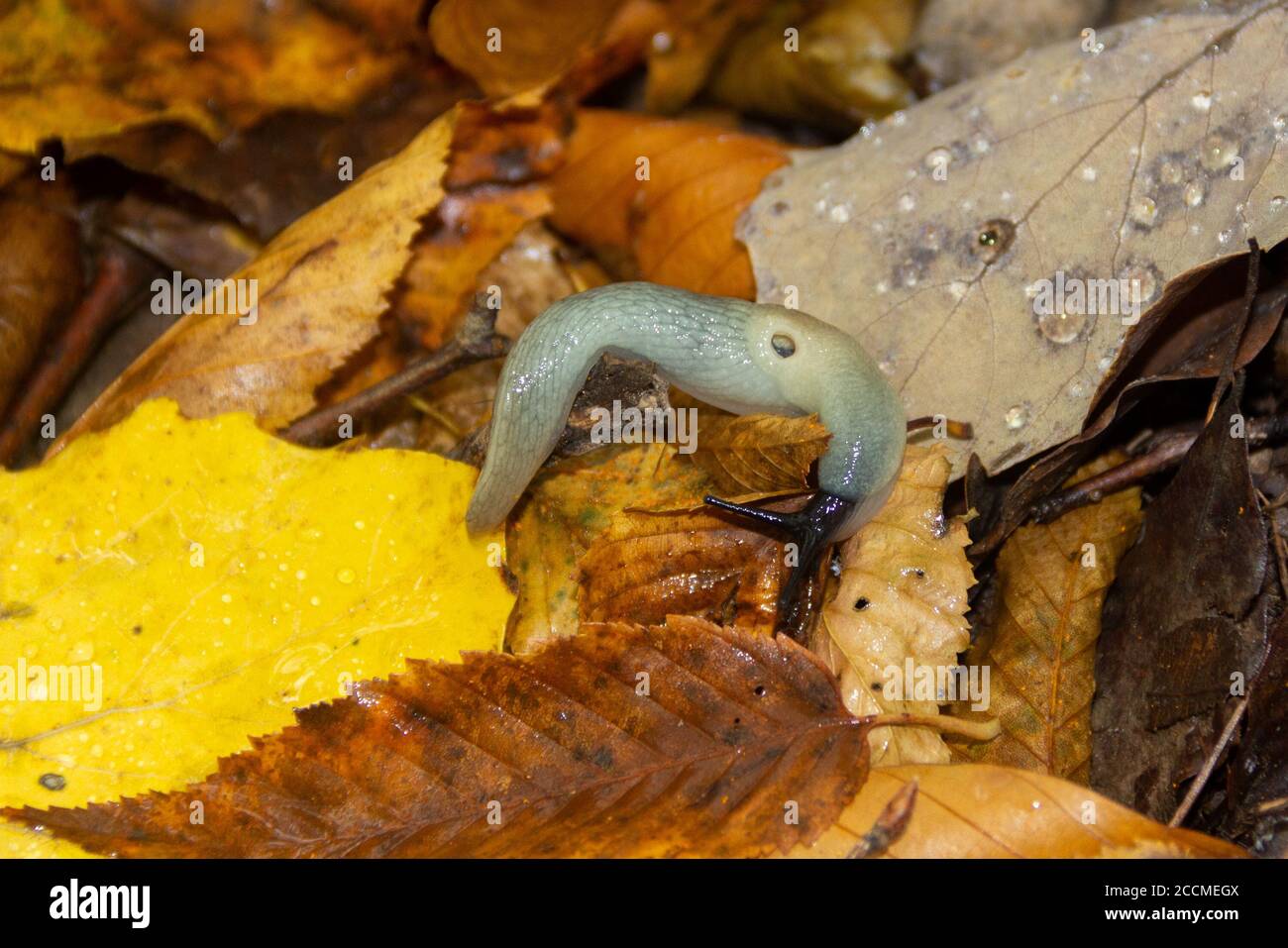 slug on fallen autumn leaves Stock Photo - Alamy