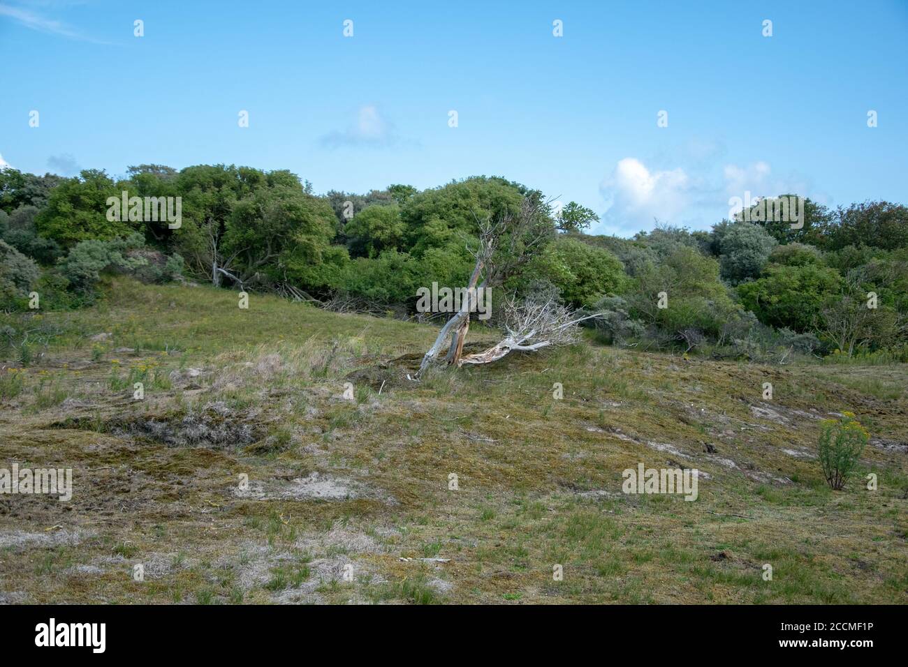 Beautiful shot of a dry fallen tee near a forest Stock Photo - Alamy